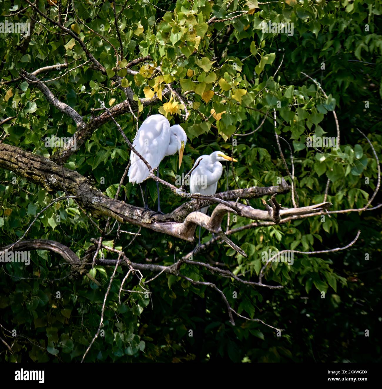 Two beautiful Great White Egrets they are a large member of the heron ...