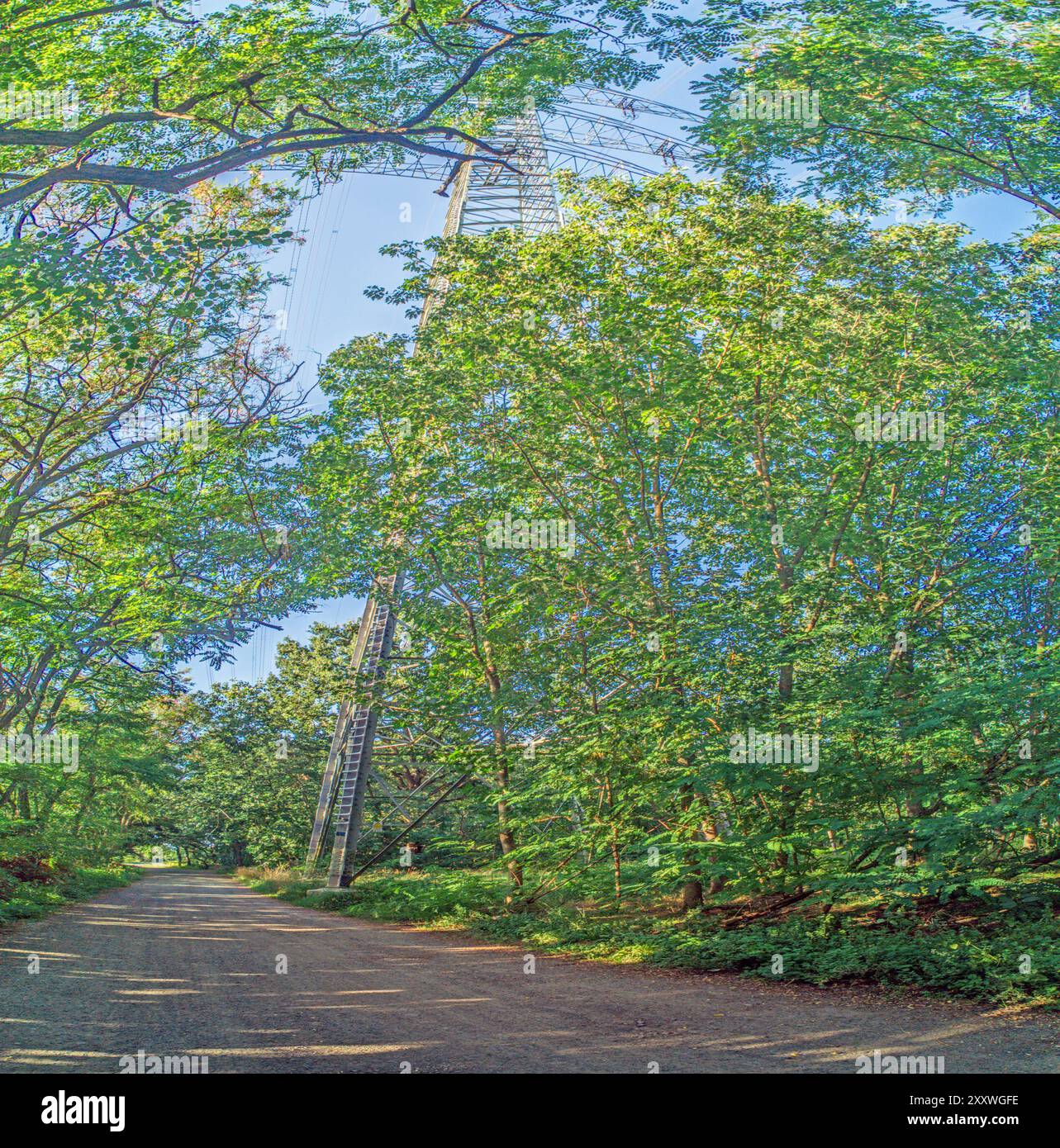 Image of a tall electricity pylon in a forest taken from ground level ...