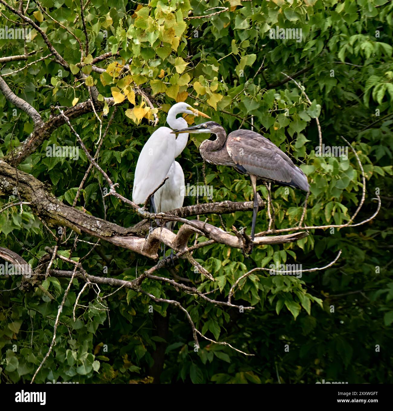 Two beautiful Great White Egrets.One adult and one large juvenile ...