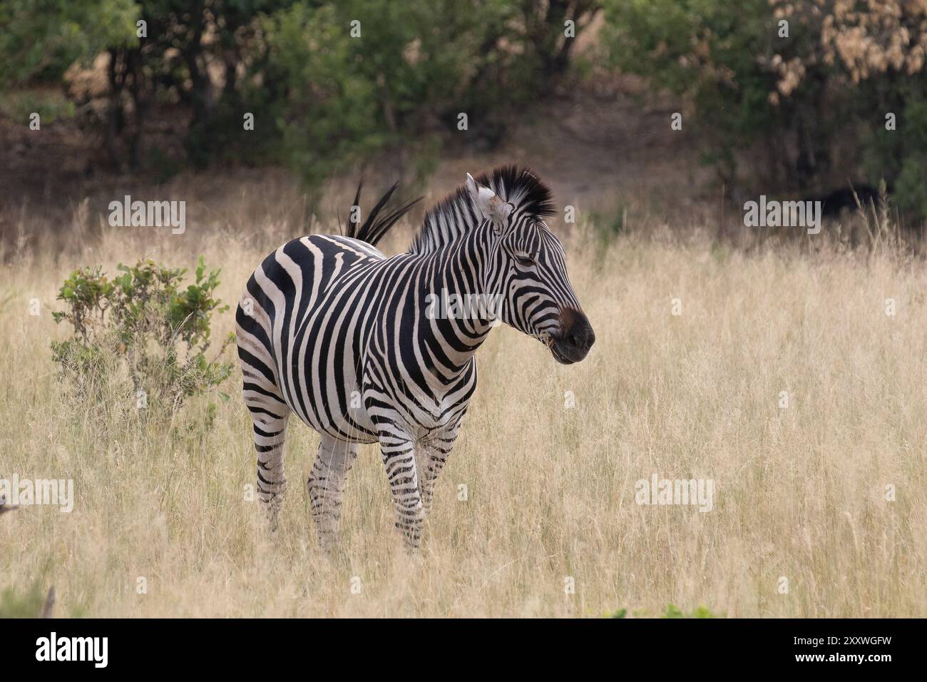 Relative to quagga hi-res stock photography and images - Alamy