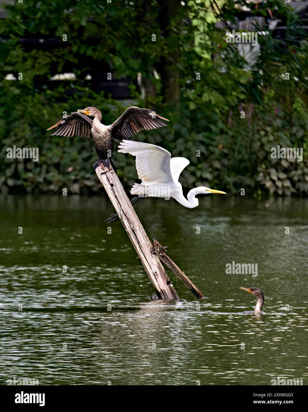 The beautiful Great White Egret is a large member of the heron family ...