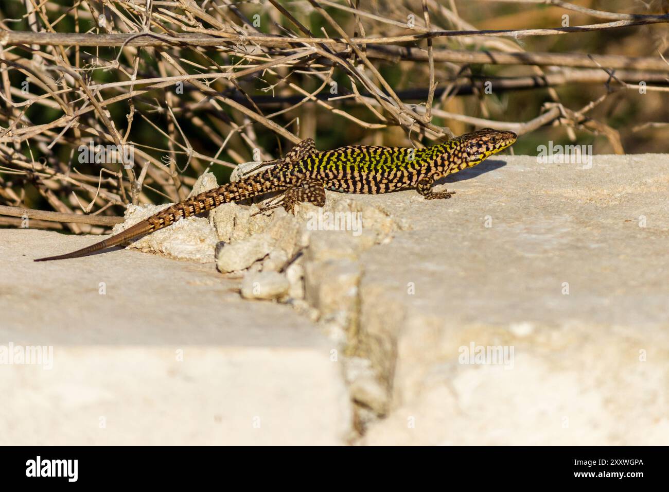 a wild lizard on a rock of a rubble wall Stock Photo - Alamy