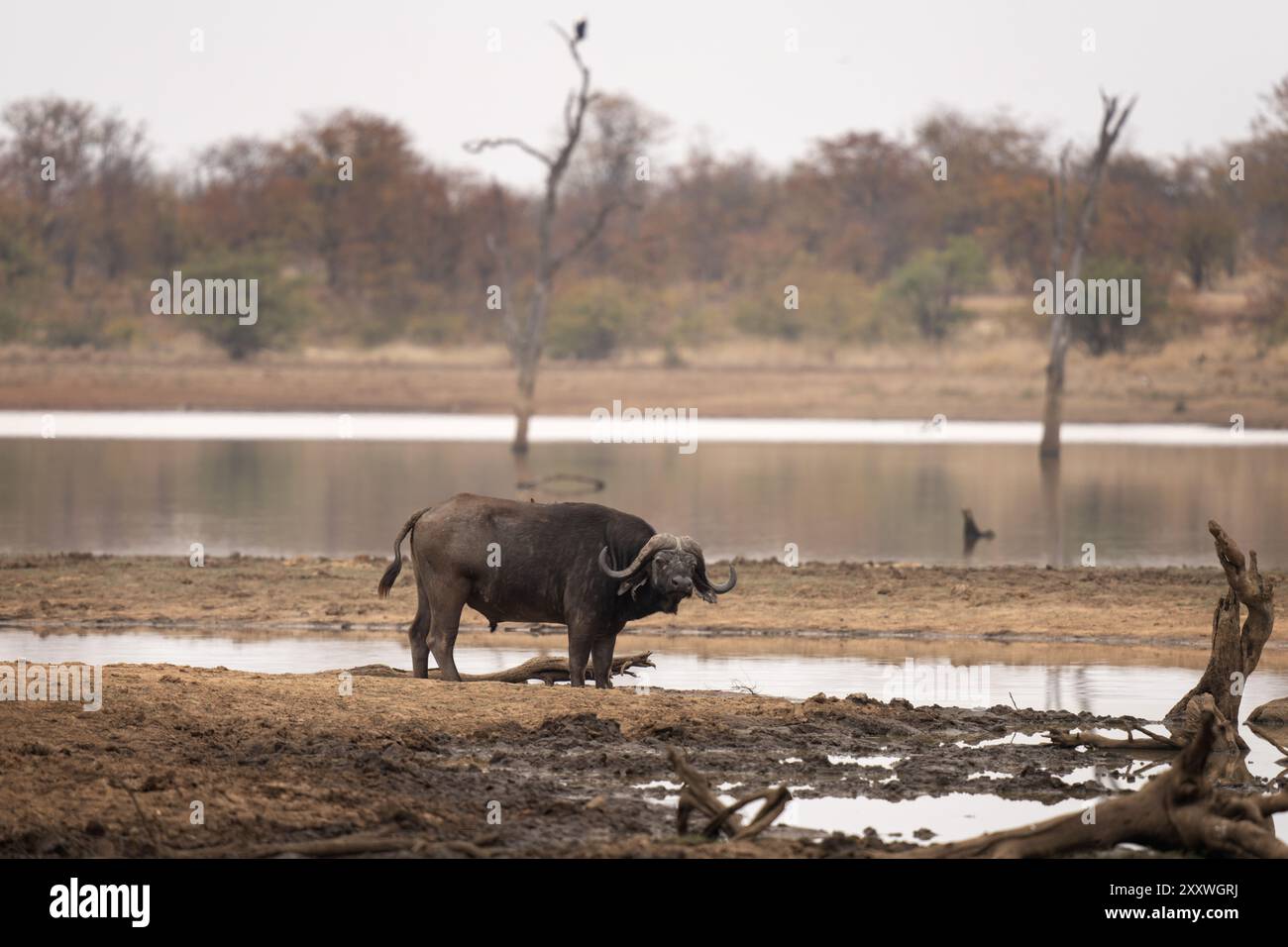 African buffalo in the bush. Calm buffalo during african safari ...