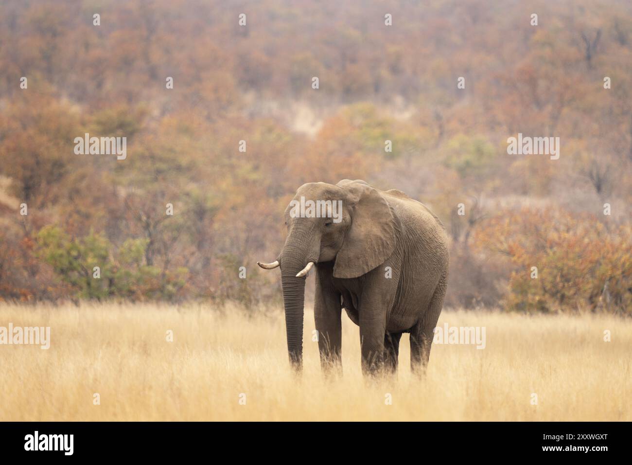 African elephant in the bush. Calm elephant during african safari ...