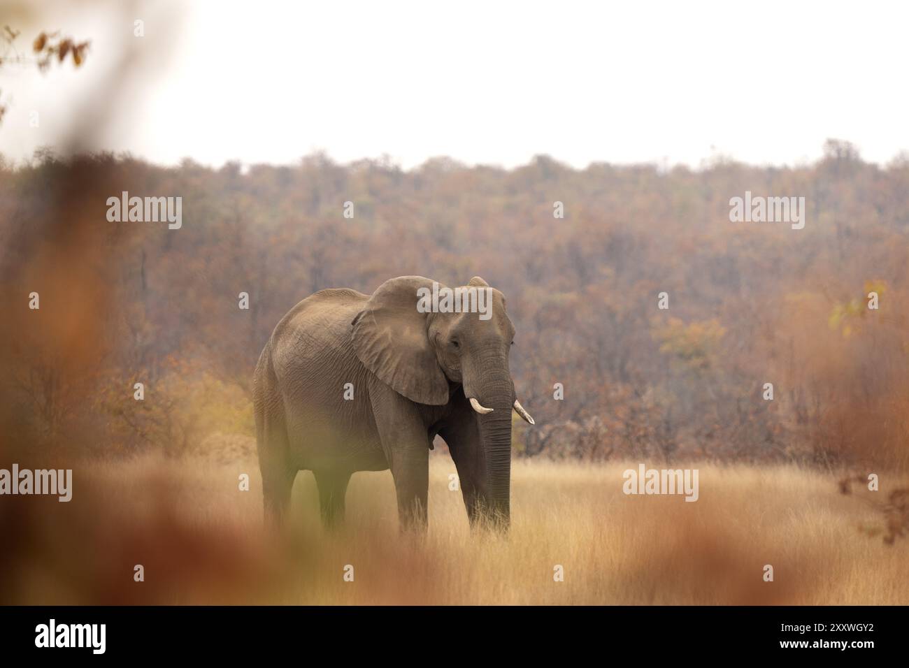 African elephant in the bush. Calm elephant during african safari ...