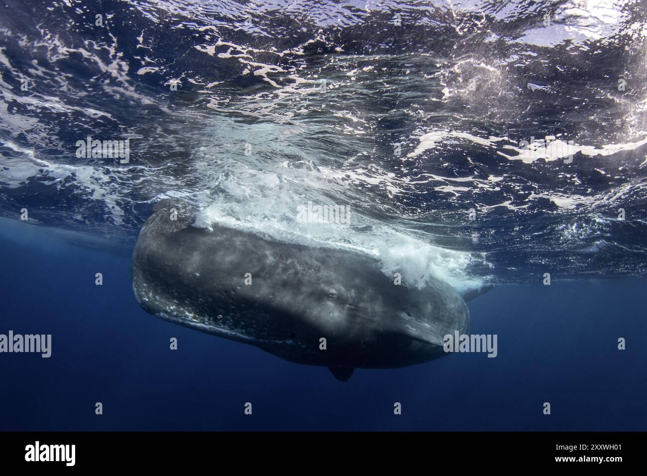 Sperm whale close to surface. Marine life in Indian ocean. The biggest ...