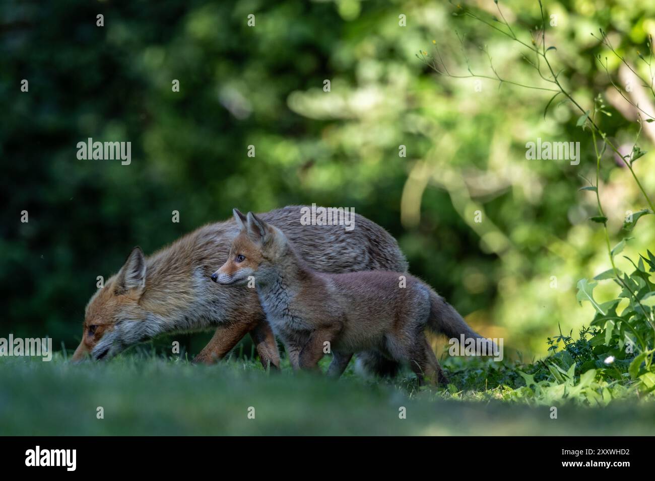 The red fox and her cubs Stock Photo - Alamy