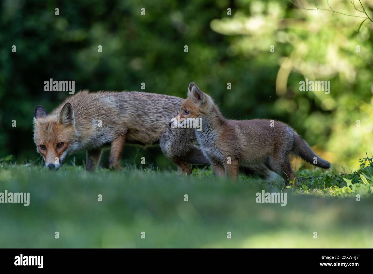 The red fox and her cubs Stock Photo - Alamy