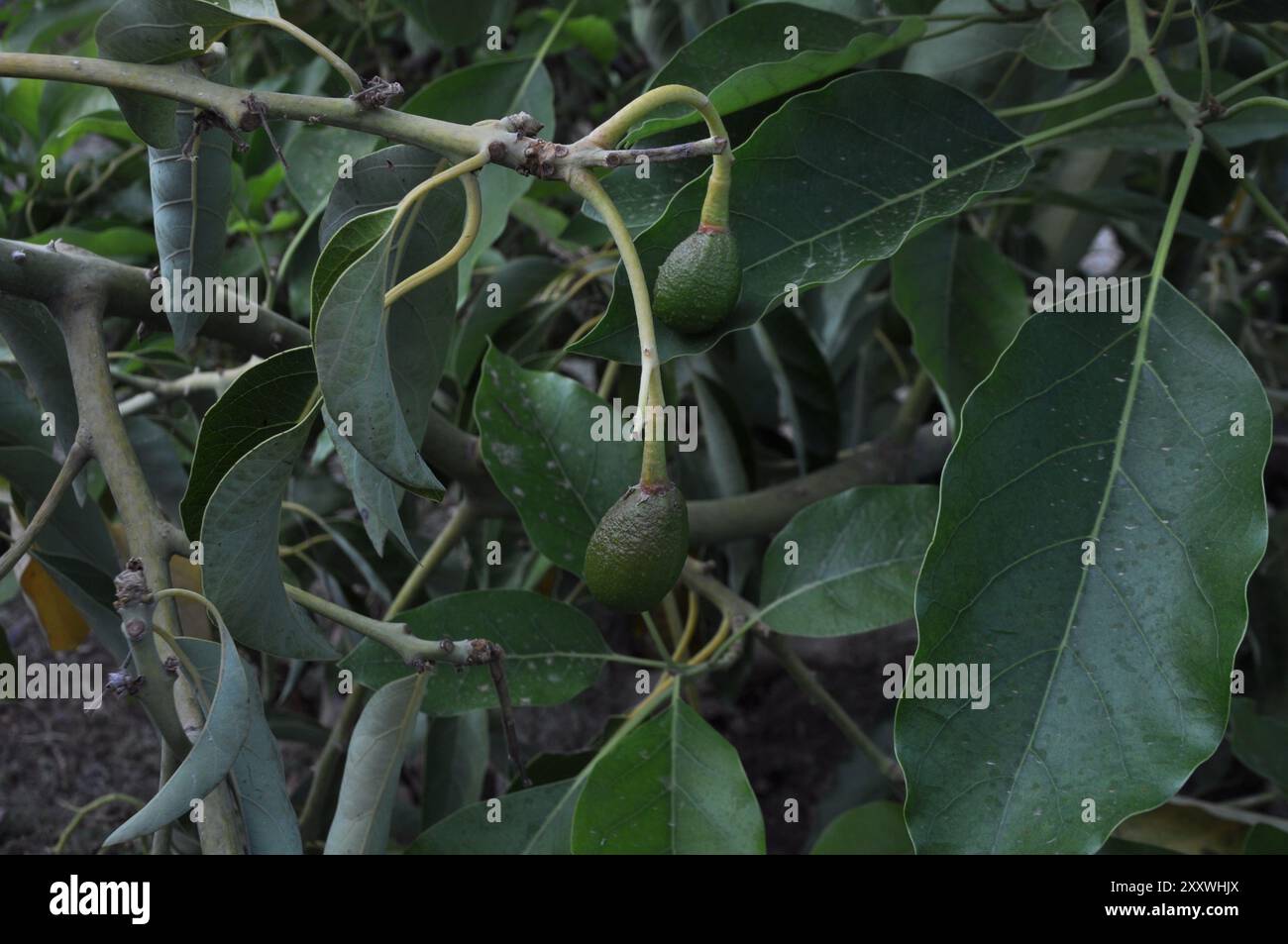 Beautiful avocado hi-res stock photography and images - Alamy