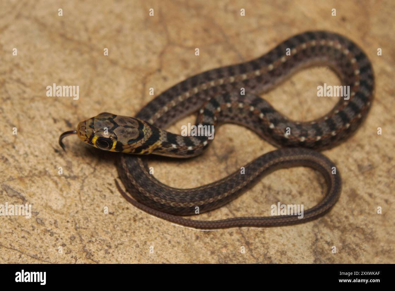 Keelback snake hi-res stock photography and images - Alamy