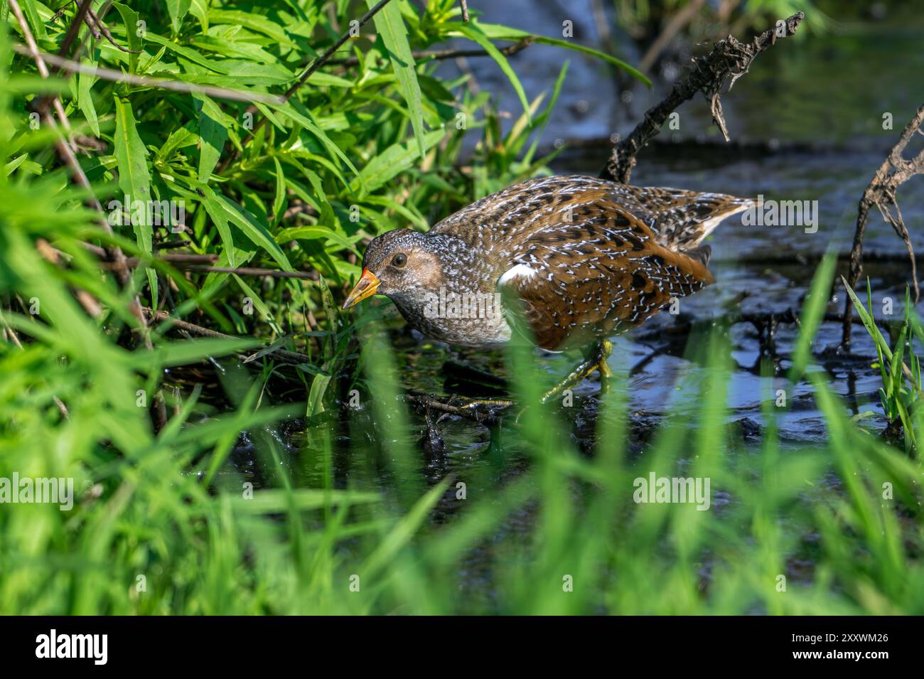 Spotted crake (Porzana porzana / Ortygometra porzana) foraging in ...