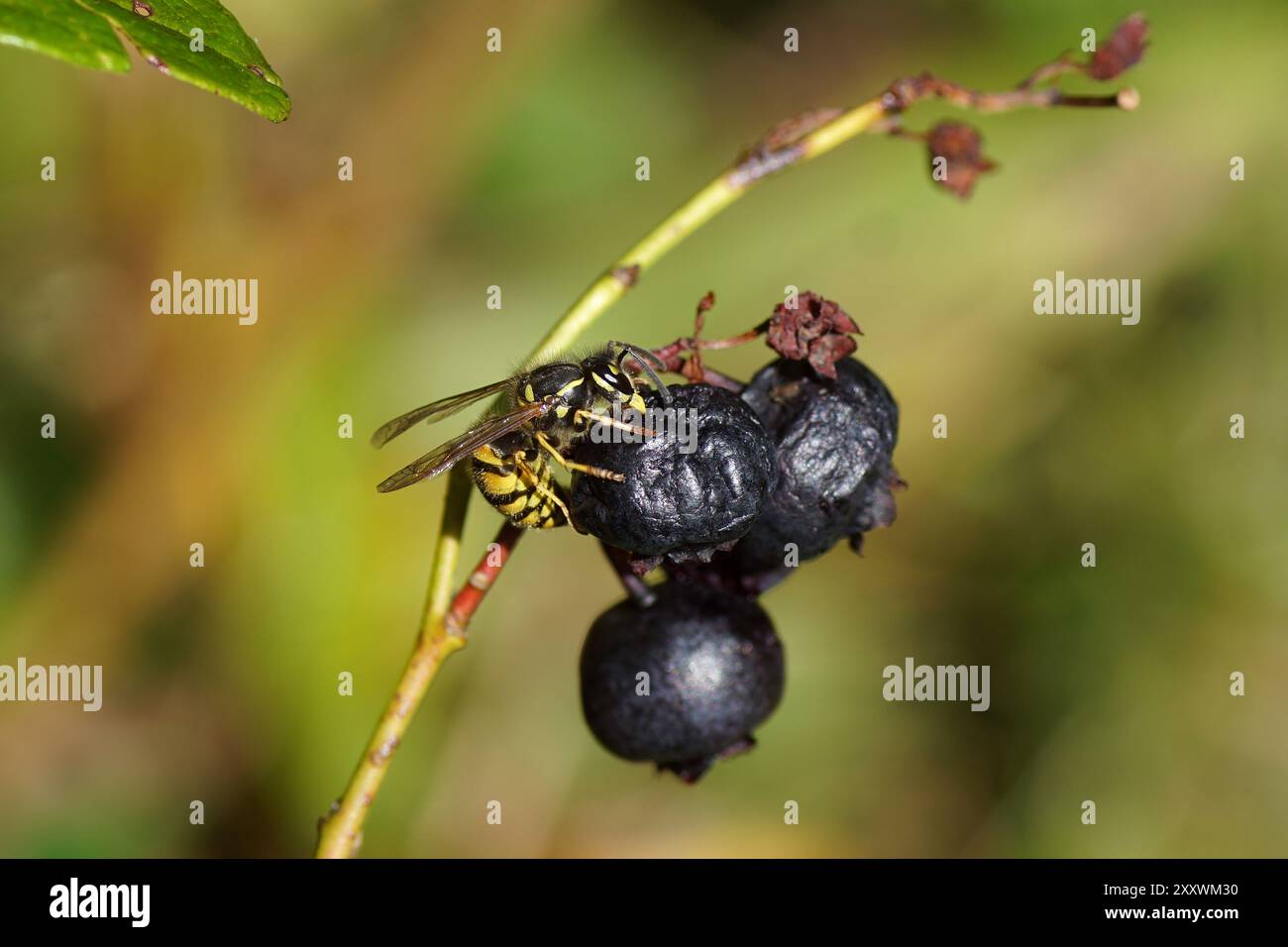 Common wasp (Vespula vulgaris) eating dried berries of the northern ...