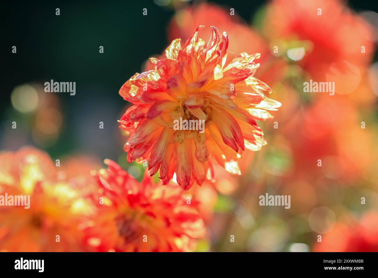 Dahlia is a member of the Compositae (also called Asteraceae) family of ...