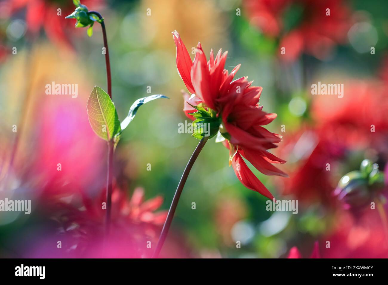 Dahlia is a member of the Compositae (also called Asteraceae) family of ...