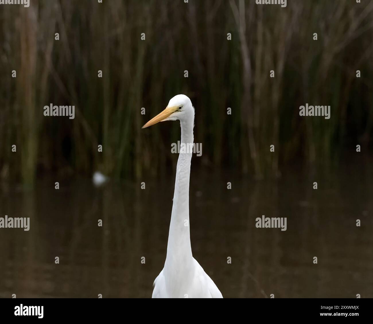 Tall statuesque hi-res stock photography and images - Alamy