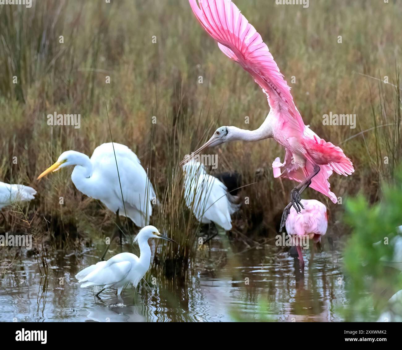 Roseate Spoonbill Habitat Stock Photo - Alamy