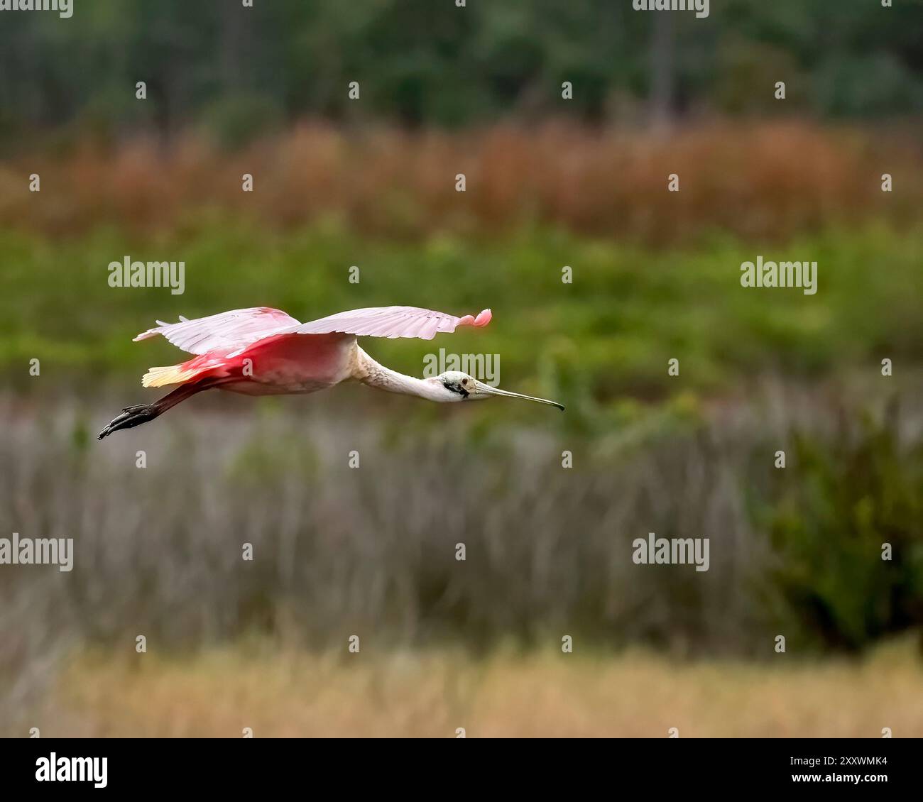 Roseate Spoonbill Habitat Stock Photo - Alamy
