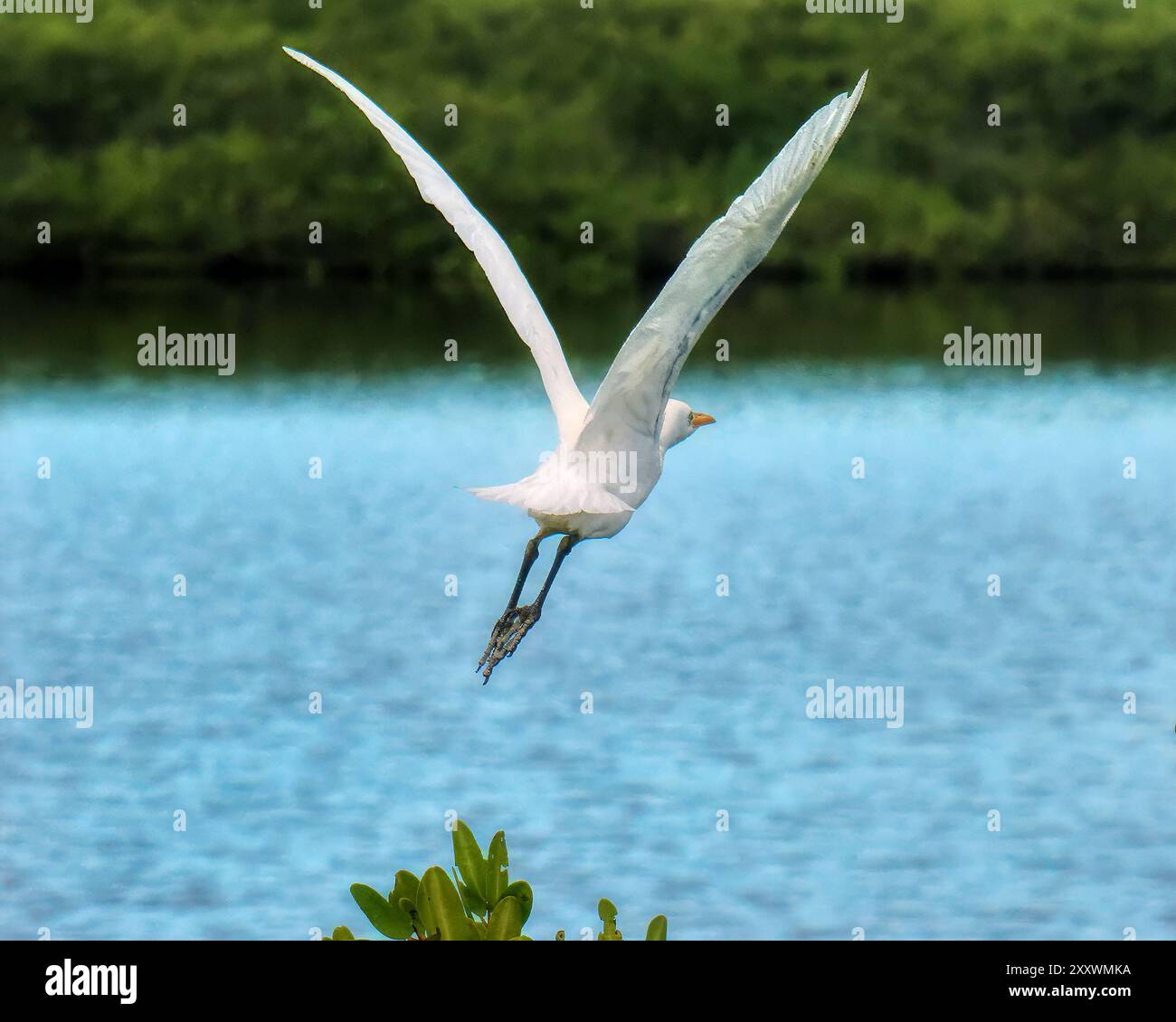 Elegant Great Egret of Florida in Flight Stock Photo - Alamy