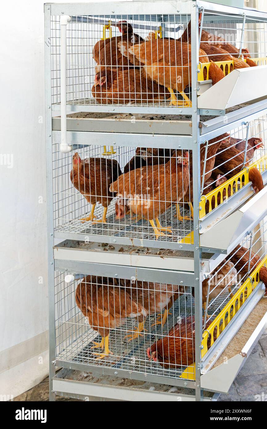 Chicken coop domesticated birds in metal cages on agricultural farm ...