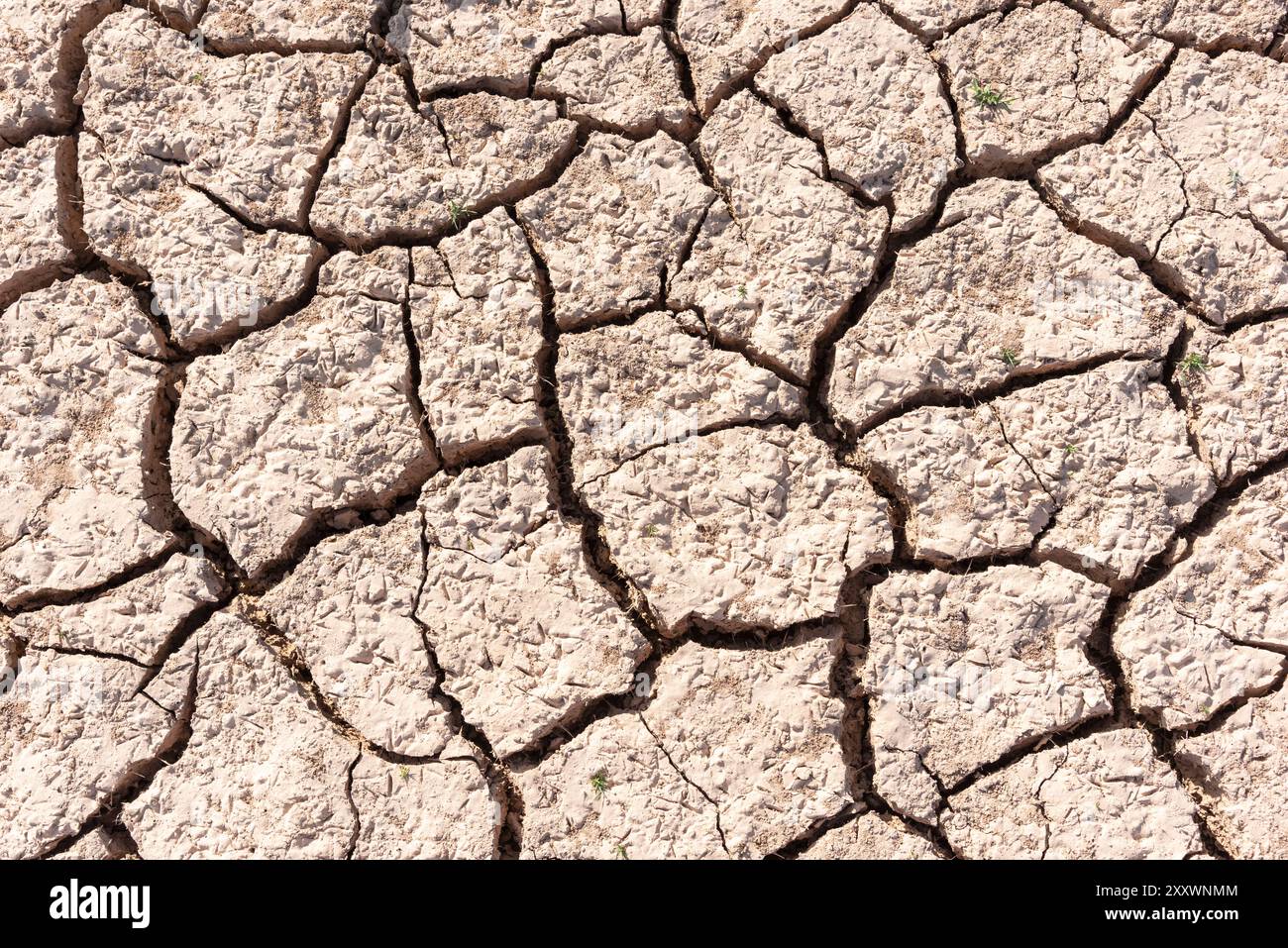 Planta de sequía de agua hi-res stock photography and images - Alamy