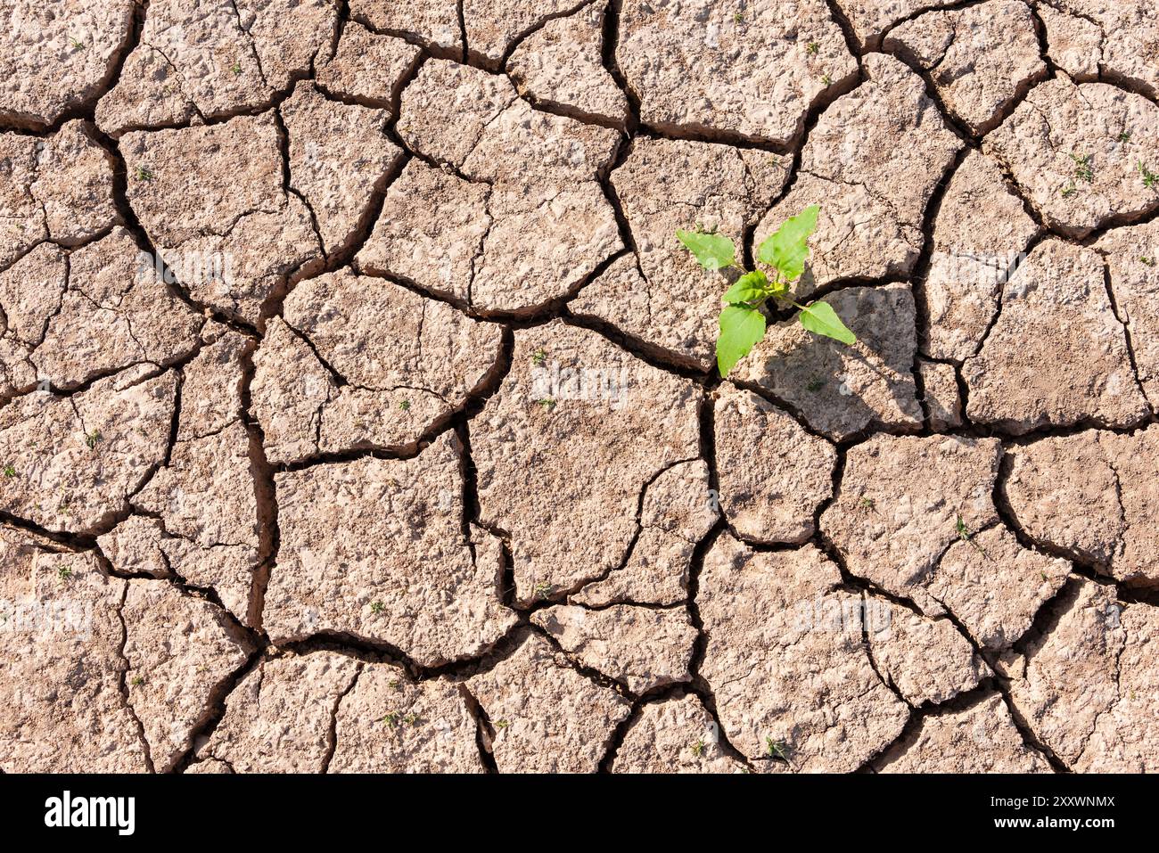 Planta de sequía de agua hi-res stock photography and images - Alamy