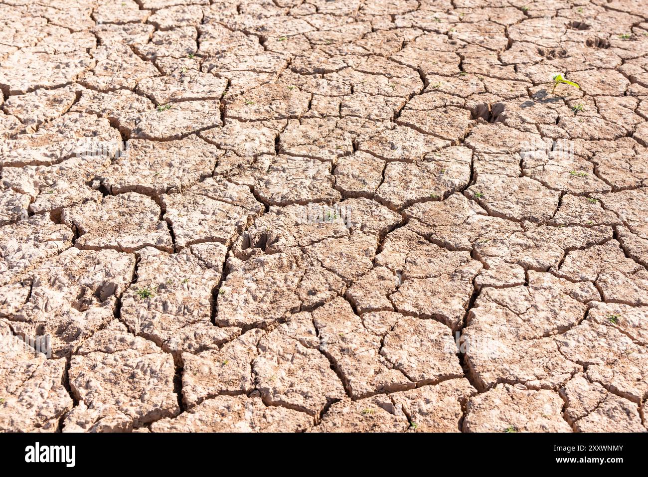 Planta de sequía de agua hi-res stock photography and images - Alamy