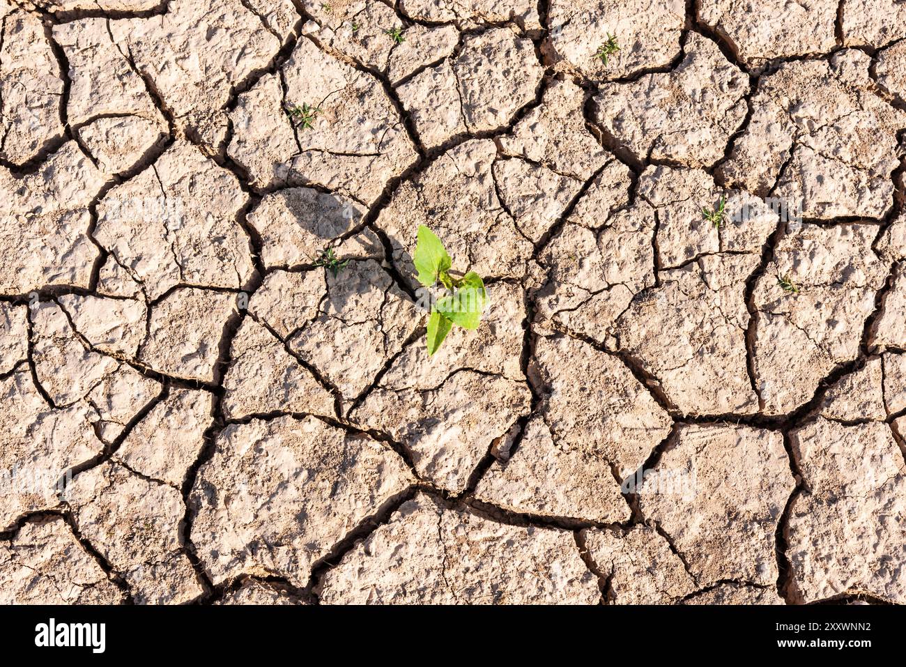 Planta de sequía de agua hi-res stock photography and images - Alamy