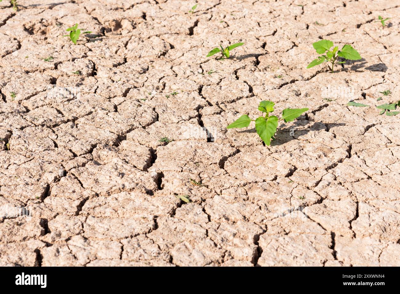 Planta en tierra hi-res stock photography and images - Alamy