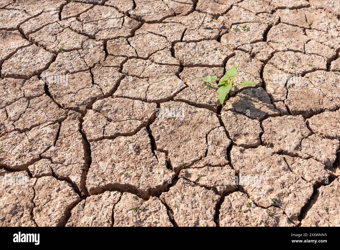 Planta de sequía de agua hi-res stock photography and images - Alamy