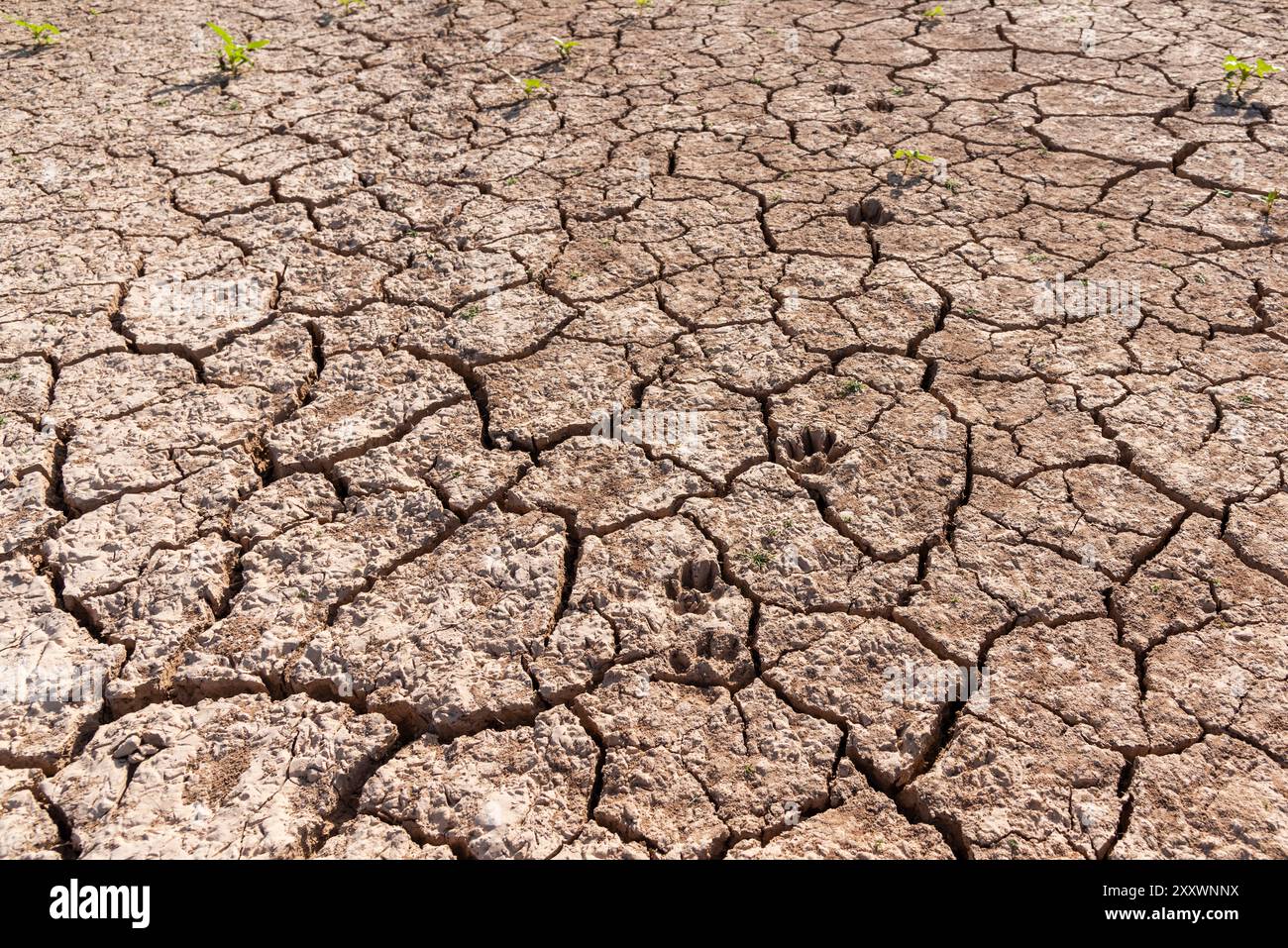 Planta de sequía de agua hi-res stock photography and images - Alamy