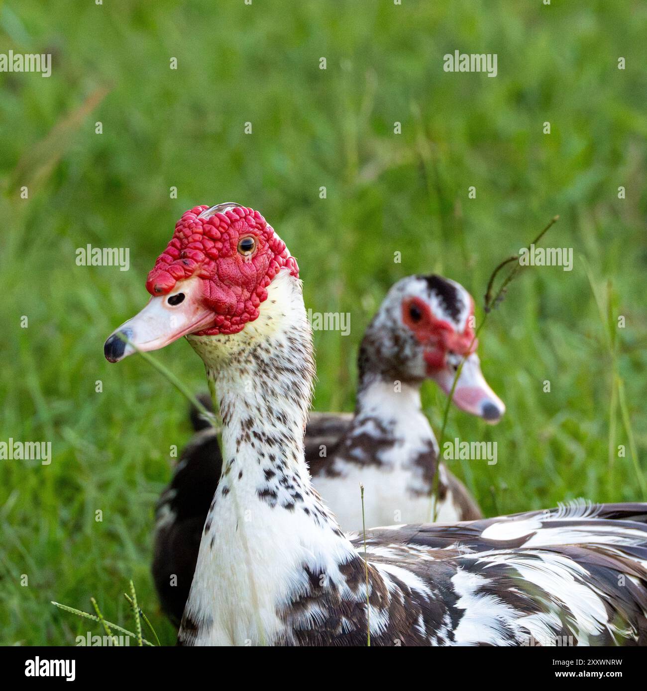 White muscovy ducks hi-res stock photography and images - Alamy