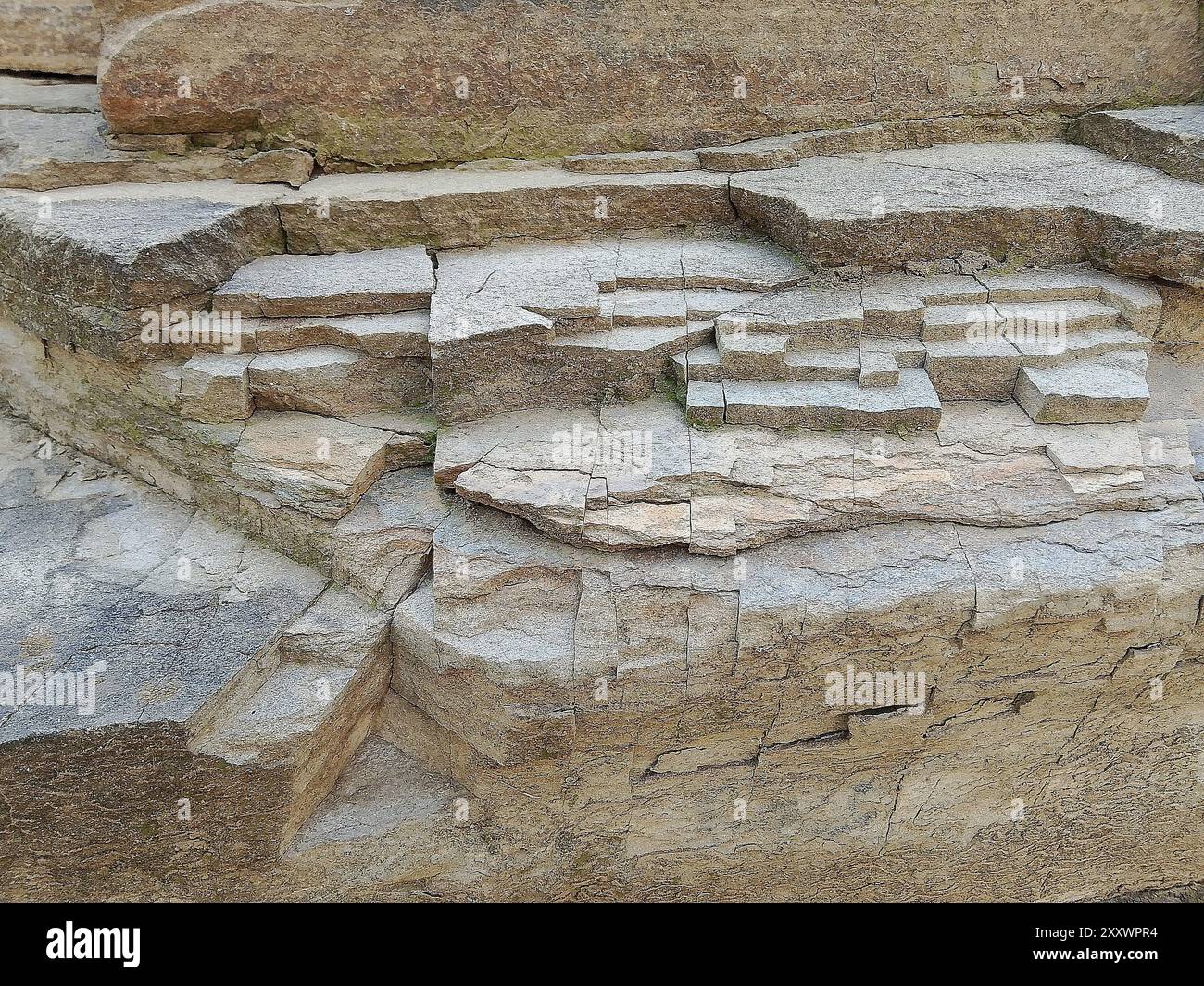 This detailed image captures the intricate beauty of natural ...