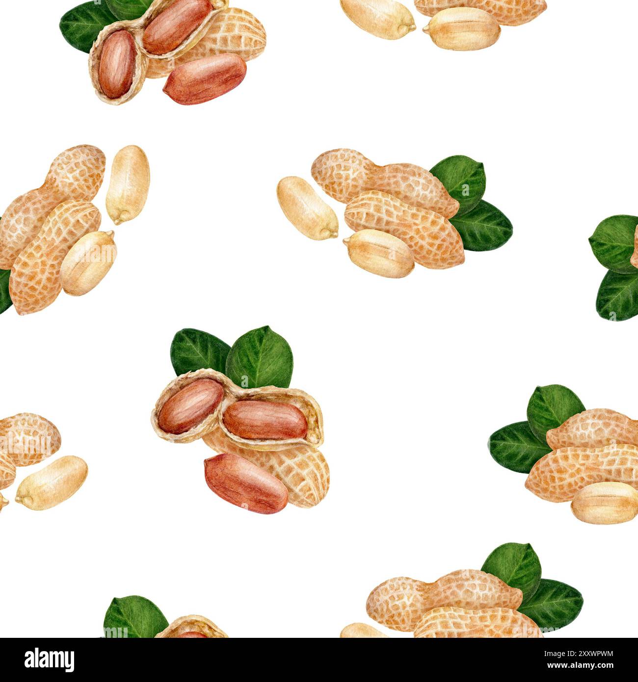 Peanut Seamless Pattern Watercolor Illustration Depicted on a Crisp ...