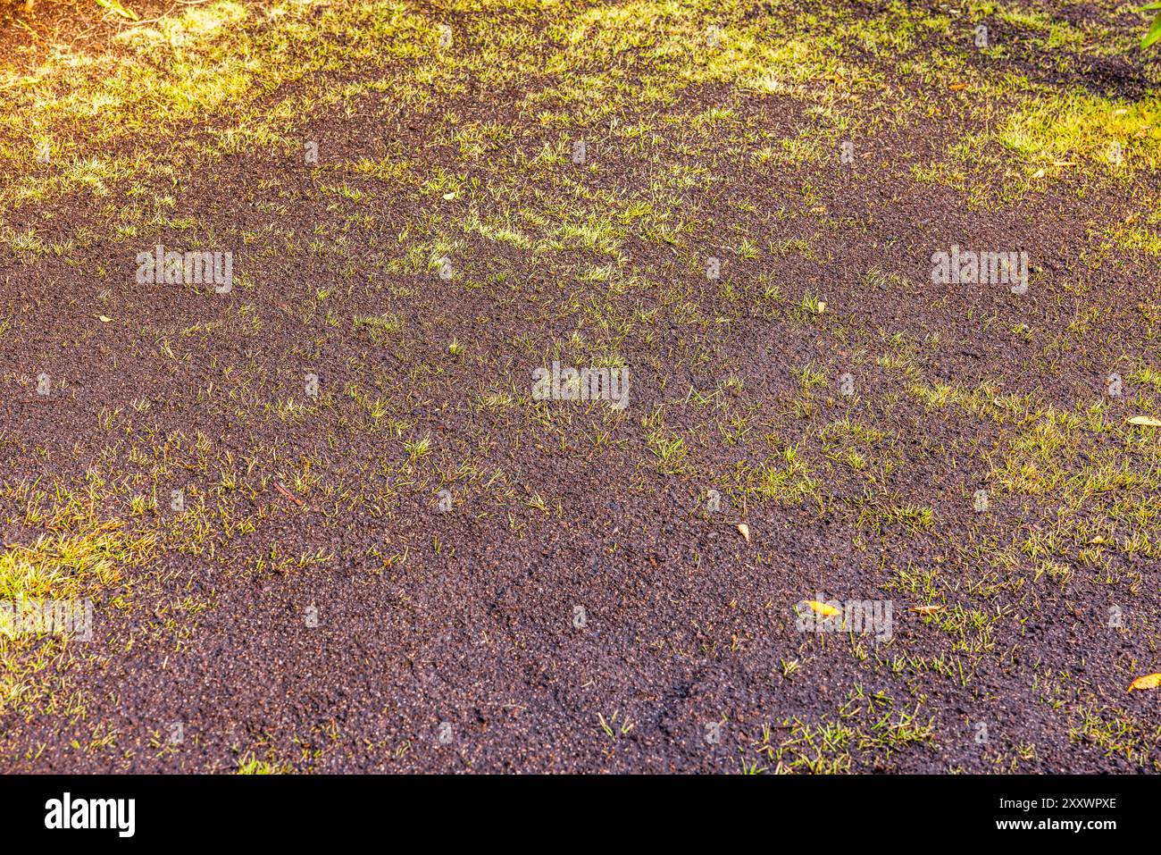 Freshly restored lawn with new soil, seeds, and fertilizer applied over ...