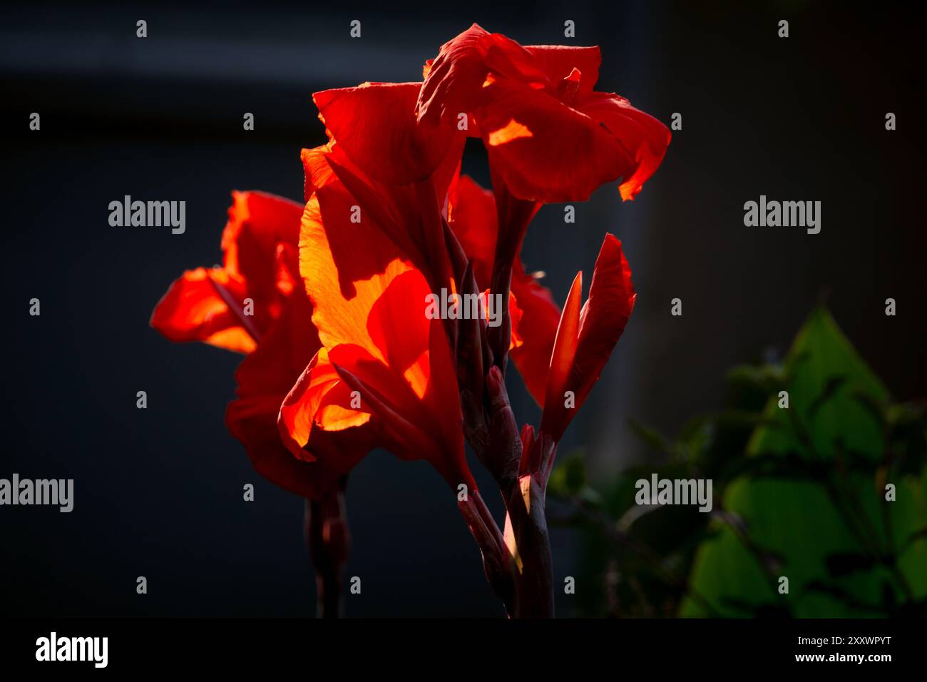 A Canna Indica Flower from the Cannaceae family under a ray of sunlight ...