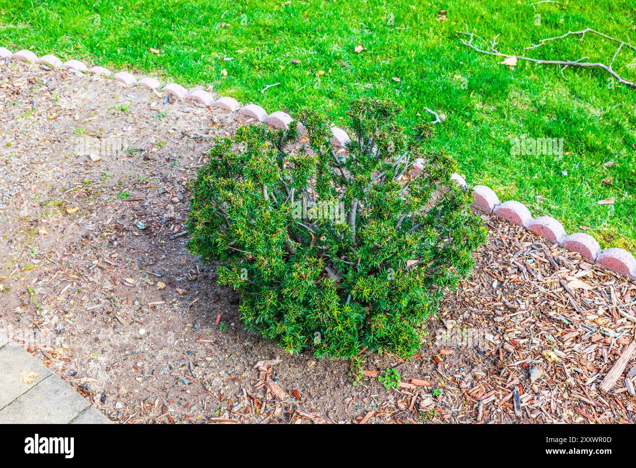 Close up view of small thuja growing near paver walkway with decorative ...