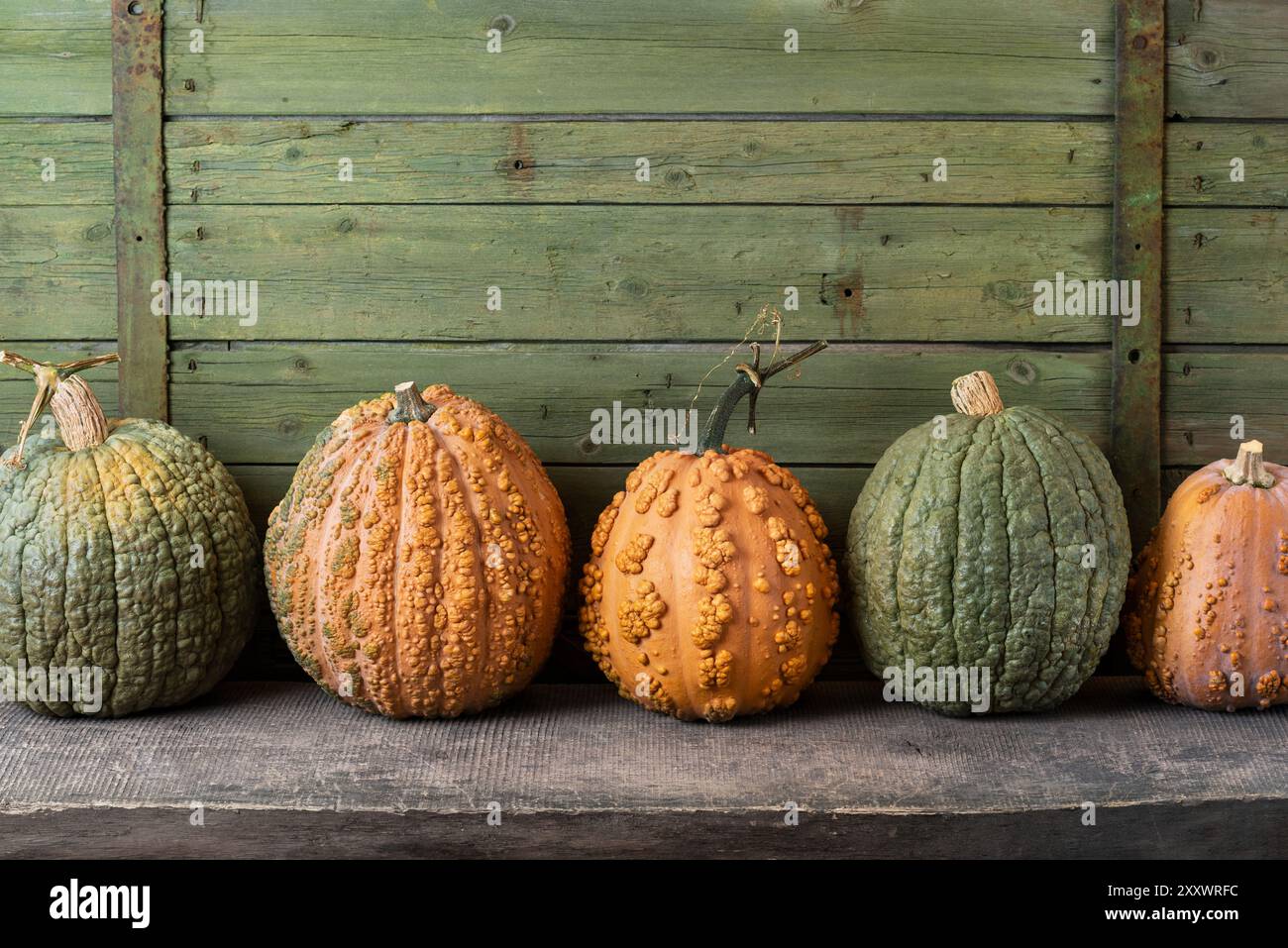 Different Types of Warted Pumpkins and Winter Squashes on a Rustic ...