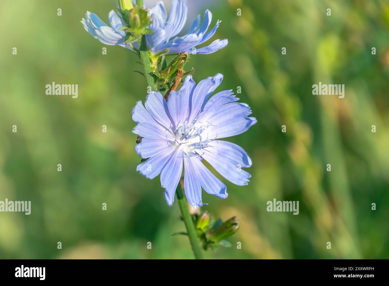 Beautiful blue flowers of Cichorium. Common chicory (Cichorium intybus ...
