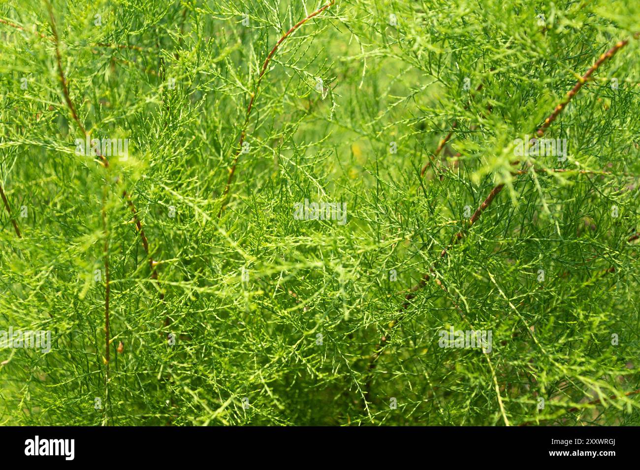 Green branches of Tamarix chinensis. five-stamen tamarisk, Chinese ...