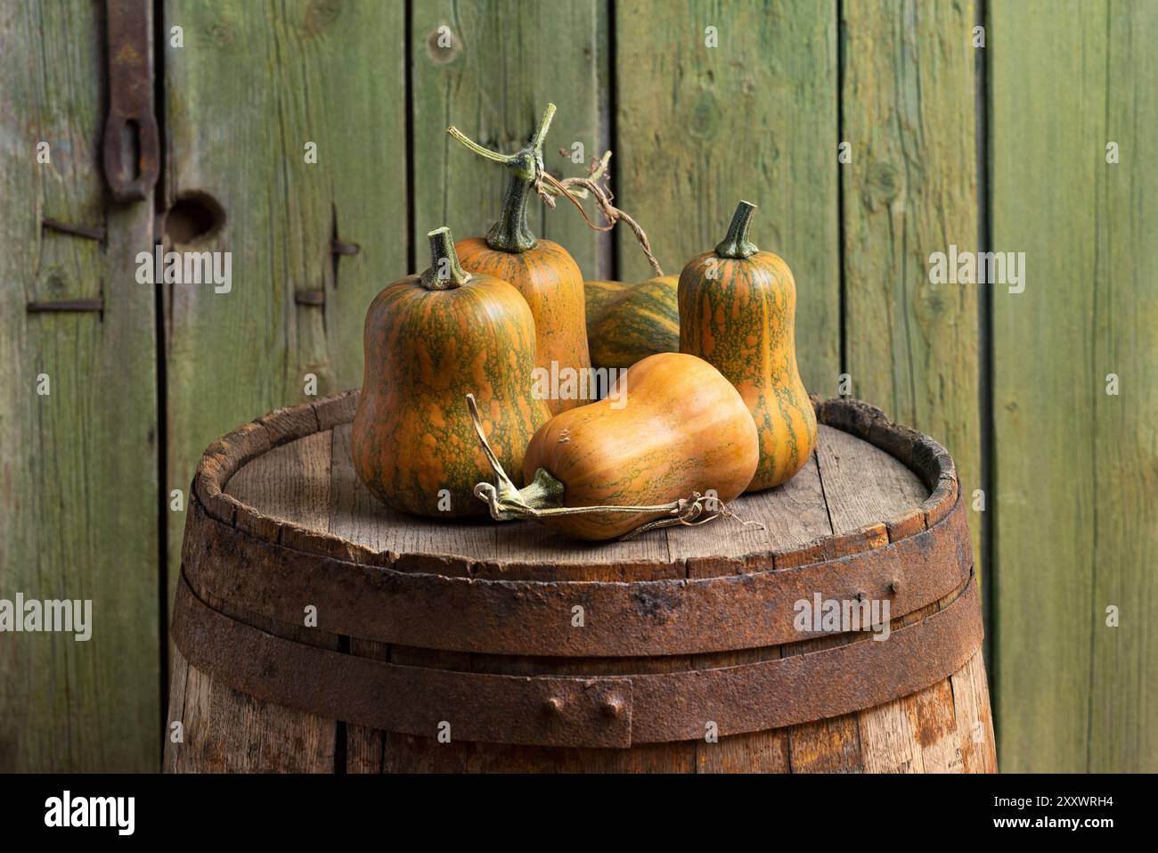Group of Miniature Butternut Pumpkins on a Vintage Rustic Barrel Stock ...