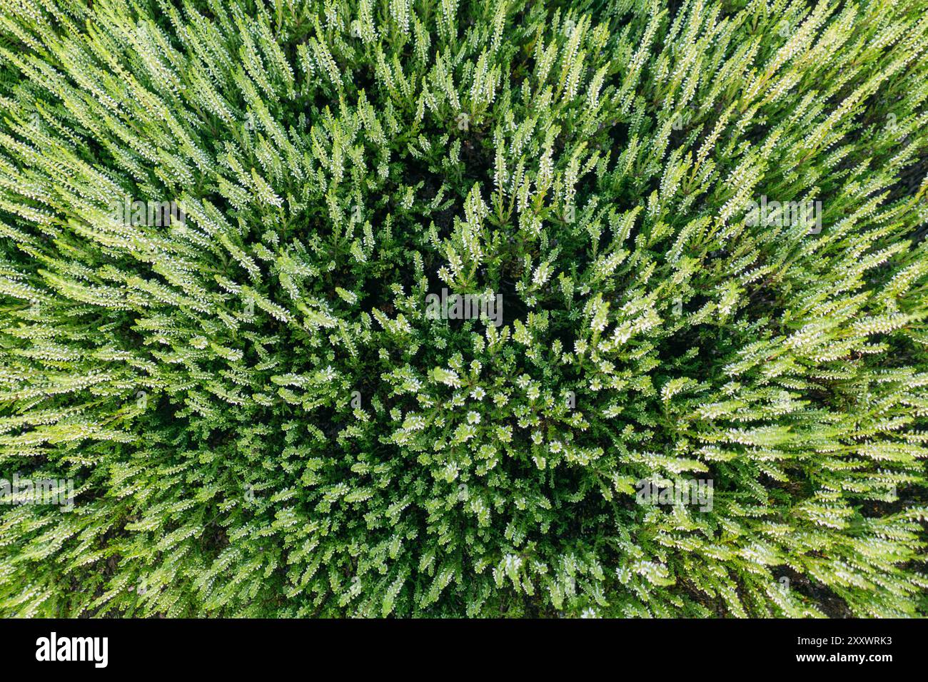 Beautiful white flowers Calluna vulgaris top view. common heather, ling ...