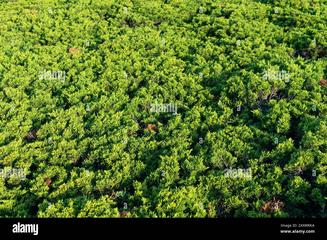 Juniperus sabina, the savin juniper, savin. Green coniferous background ...