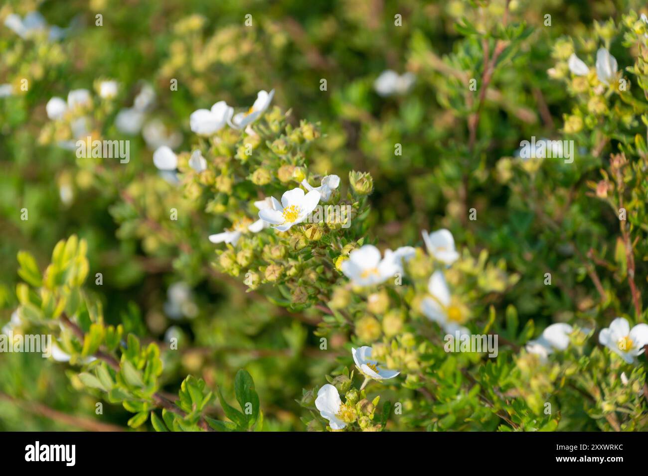 Dasiphora fruticosa flowers. shrubby cinquefoil, golden hardhack, bush ...