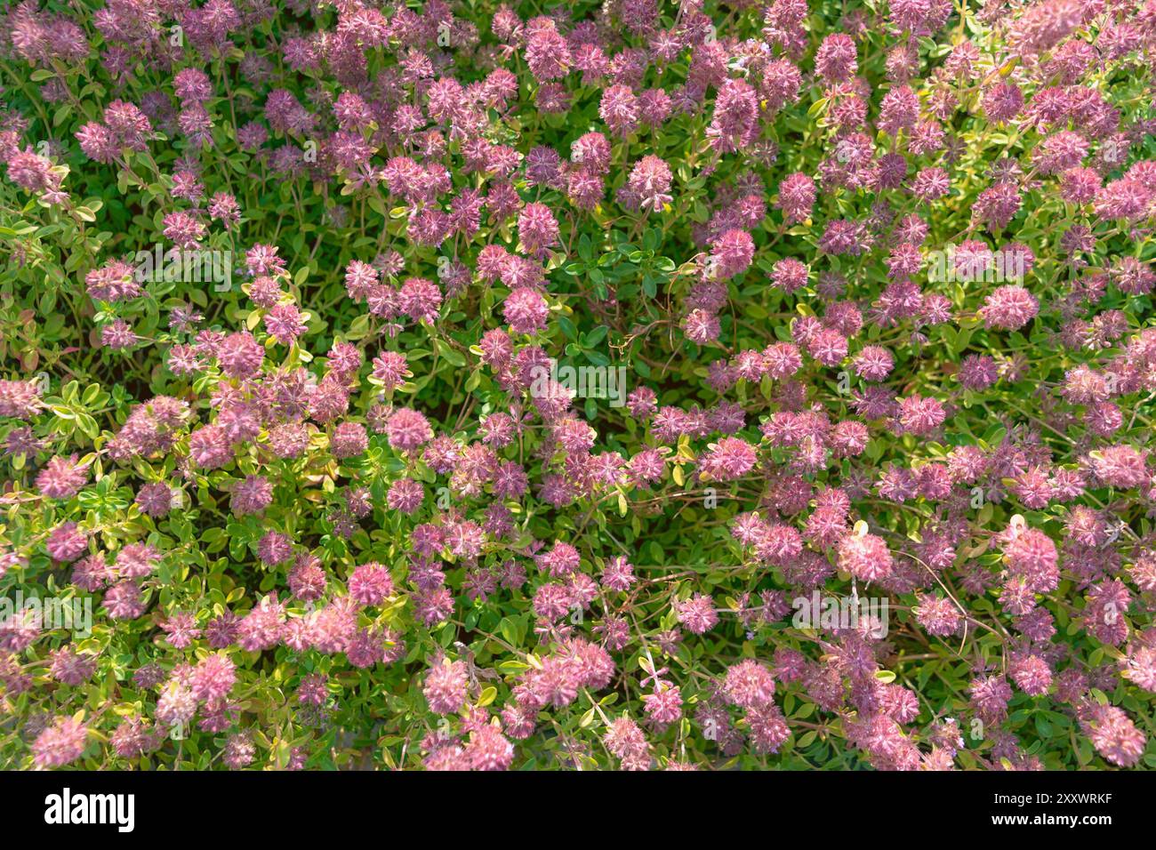 Beautiful pink flowers of Thymus pulegioides. broad-leaved thyme, lemon ...