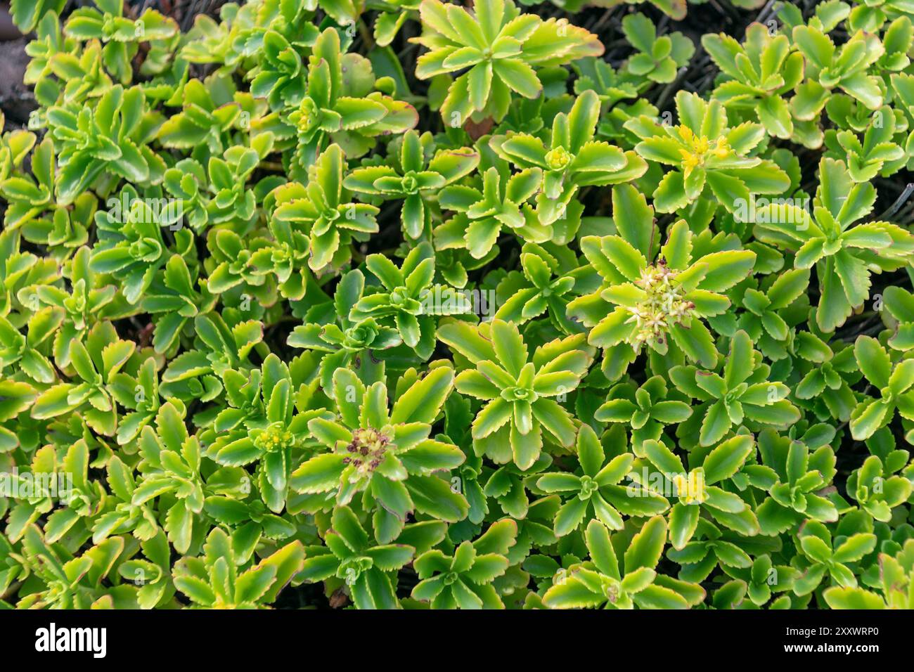 succulent family Crassulaceae. Phedimus aizoon. Beautiful green plant ...