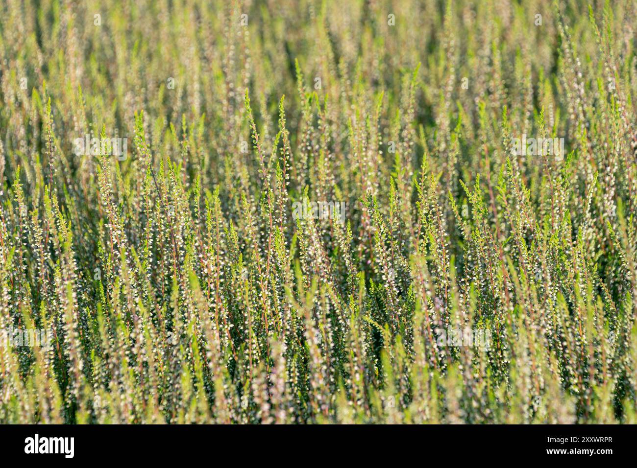 Beautiful white flowers Calluna vulgaris. common heather, ling, simply ...