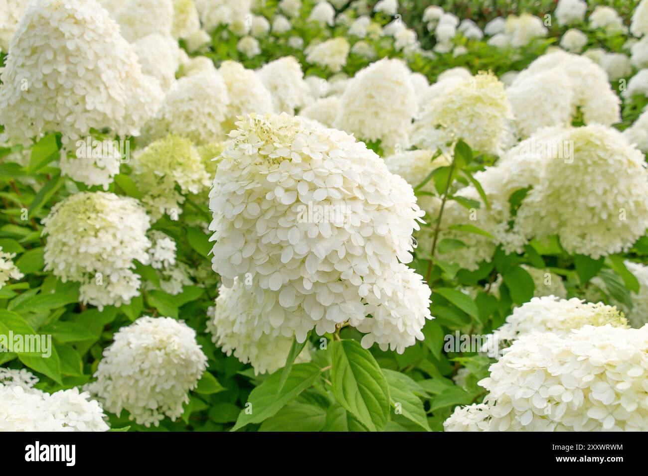 Beautiful white flowers of Hydrangea paniculata, panicled hydrangea in ...