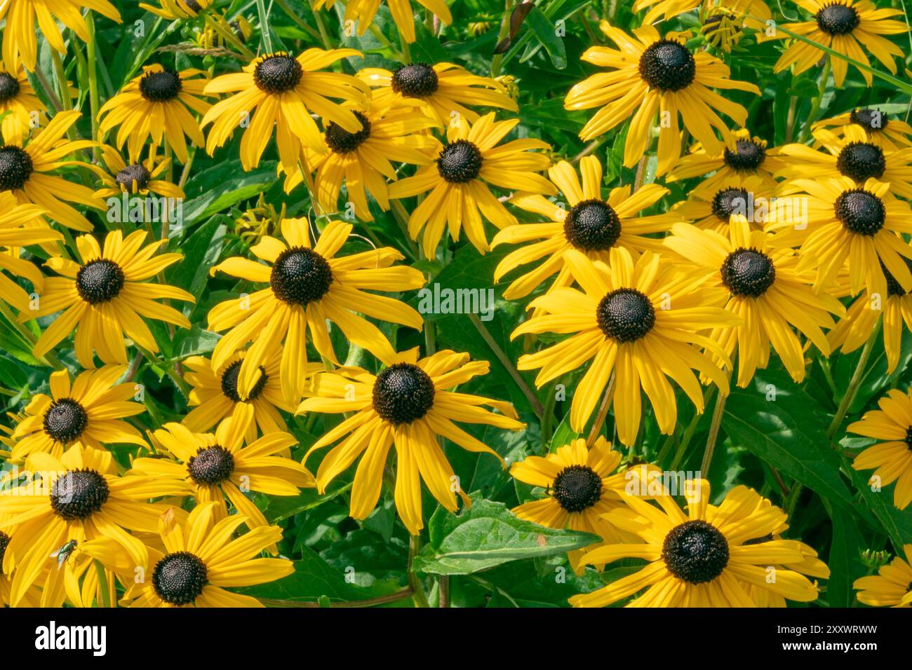 Beautiful yellow flowers of Rudbeckia fulgida. the orange coneflower ...
