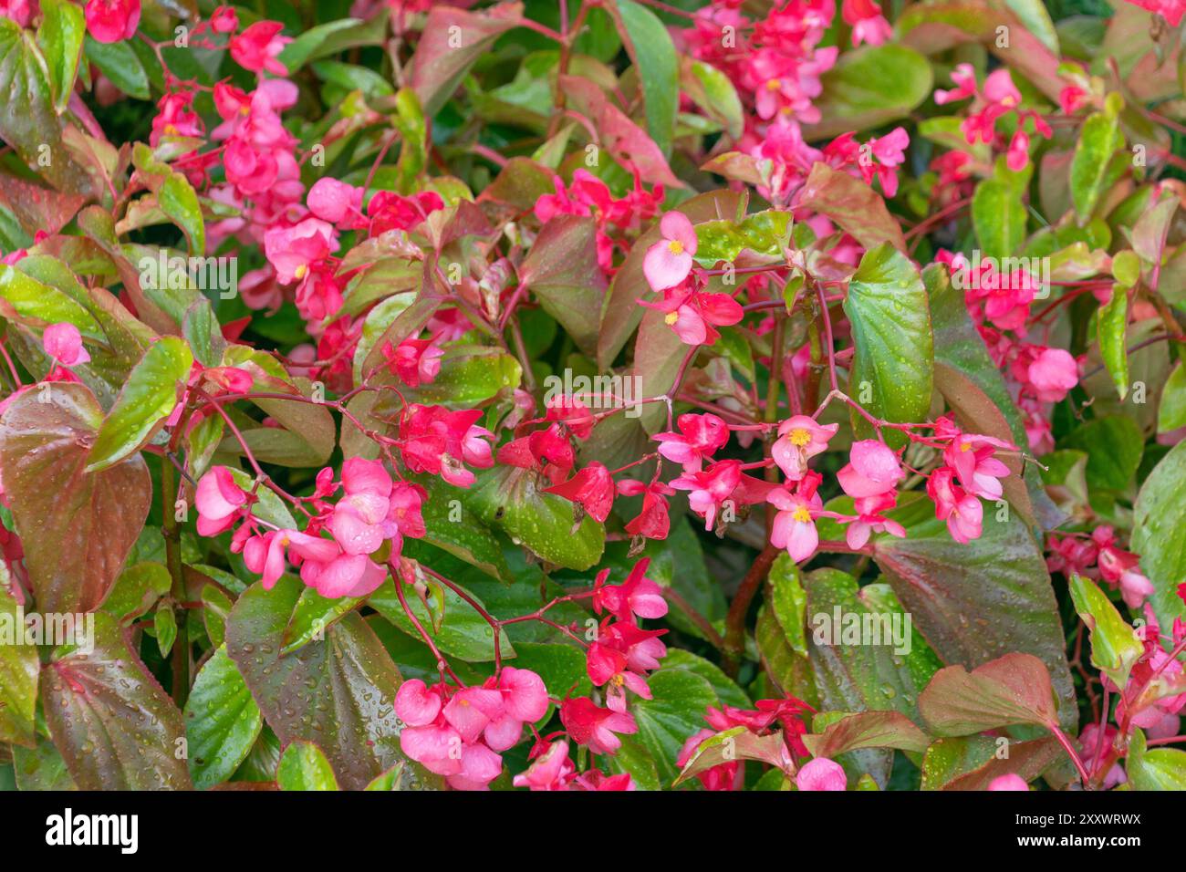 Beautiful pink flowers of Begonia coccinea, close-up. the scarlet ...