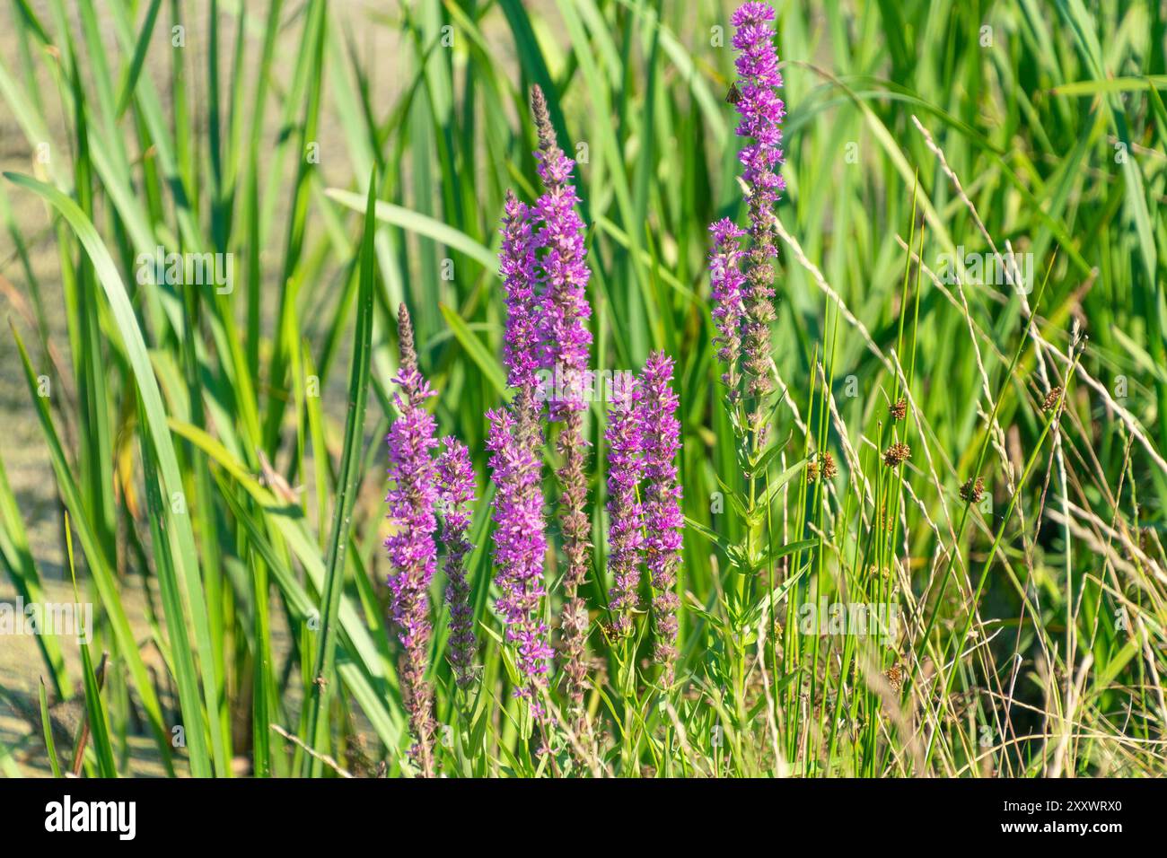 Lythrum salicaria, purple loosestrife. a flowering plant. family ...